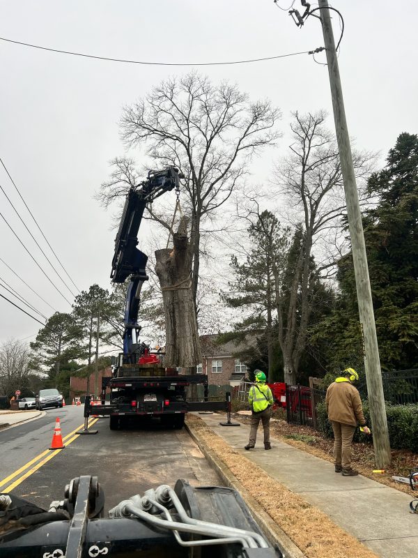QDS TreeWorx | Tree Service & Land Clearing in Metro Atlanta