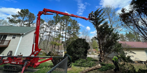 Tree Trimming | QDS TreeWorx | Metro Atlanta, Georgia